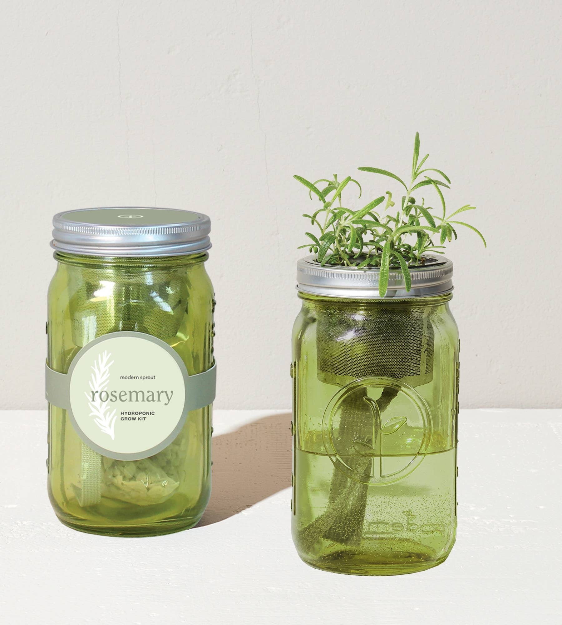Modern Sprout Rosemary - Hydroponic Grow Kit Jar | Wild Water Collective